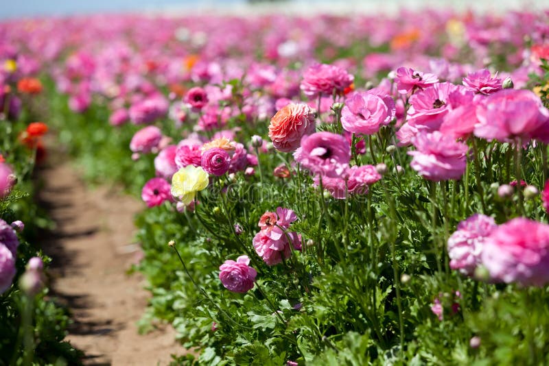 Blooming ranunculuses stock photo. Image of bloom, beauty - 32582118