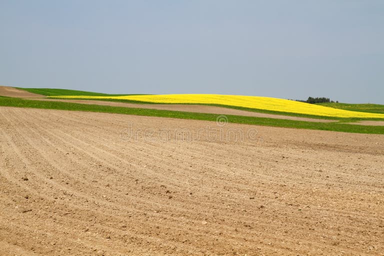 Blooming Rapeseed Field stock image. Image of country - 19329459