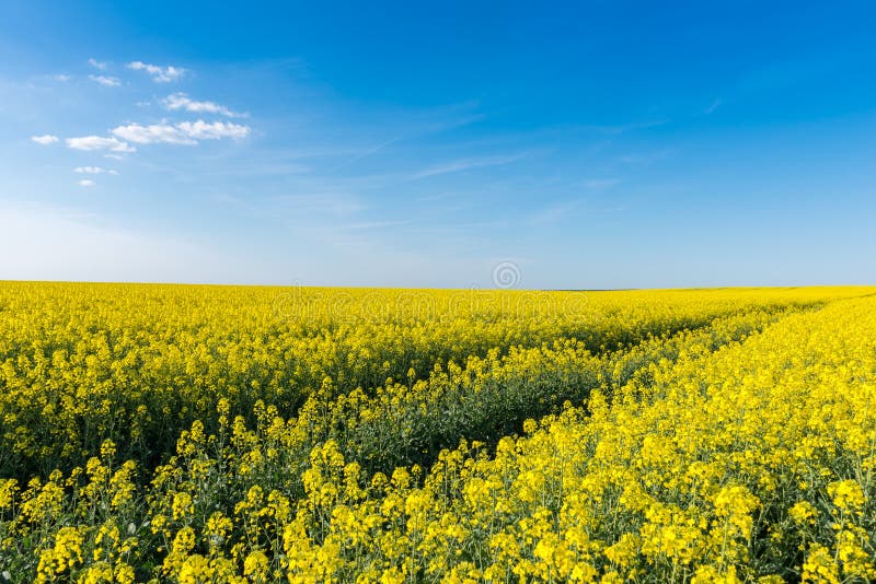 Blooming rapeseed field stock photo. Image of farm, landscape - 55854646