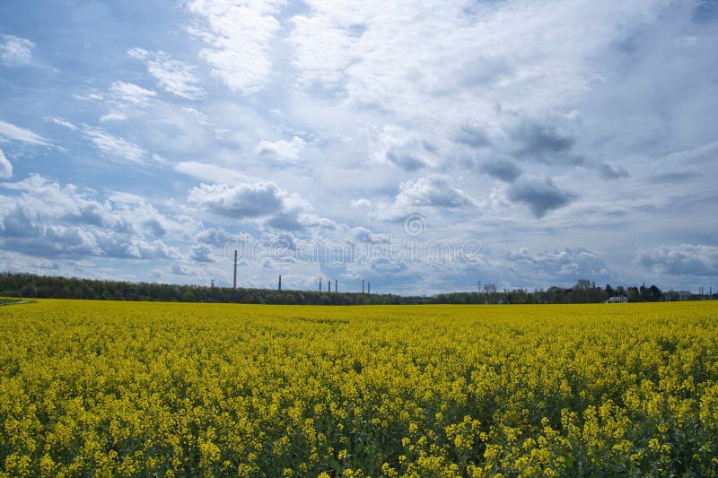 Blooming Rapeseed Field in Spring with Refinery Behind, Stock Image ...