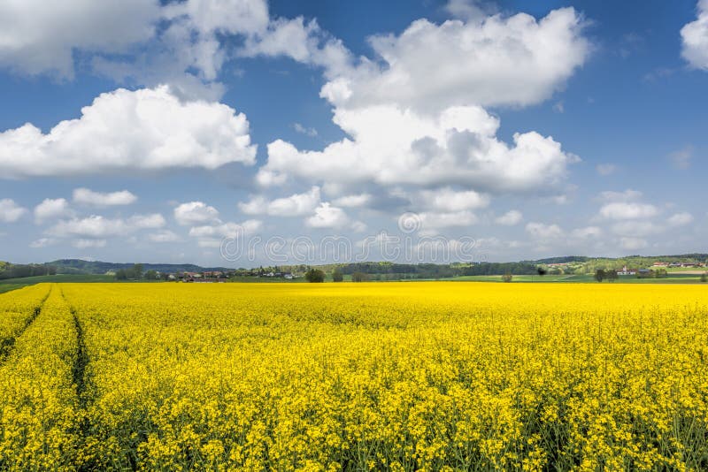 Blooming rapeseed field stock photo. Image of field, white - 42826240