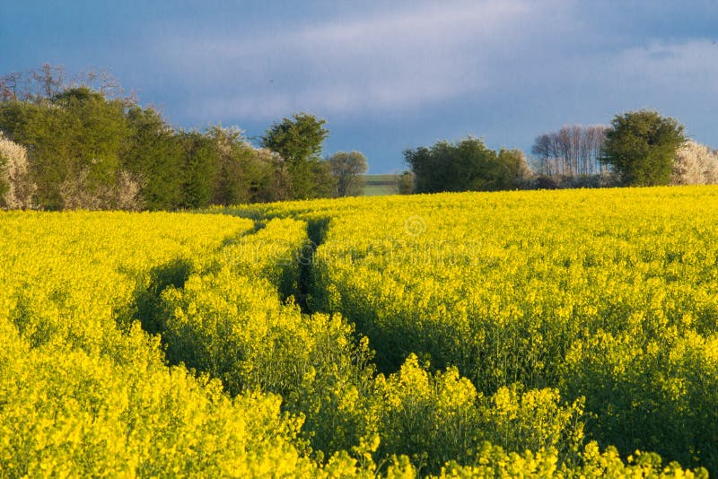 Blooming raps field stock photo. Image of denmark, energy - 71373948