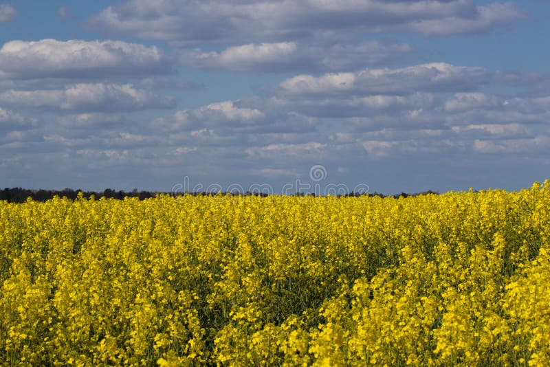 Blooming raps field stock image. Image of agricultural - 71385067