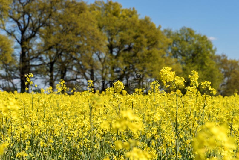 Blooming raps field stock image. Image of country, crop - 91595747