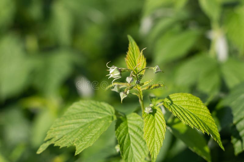 Blooming Raspberry Bush, Raspberry Blossom and Flower. Close-up Stock ...