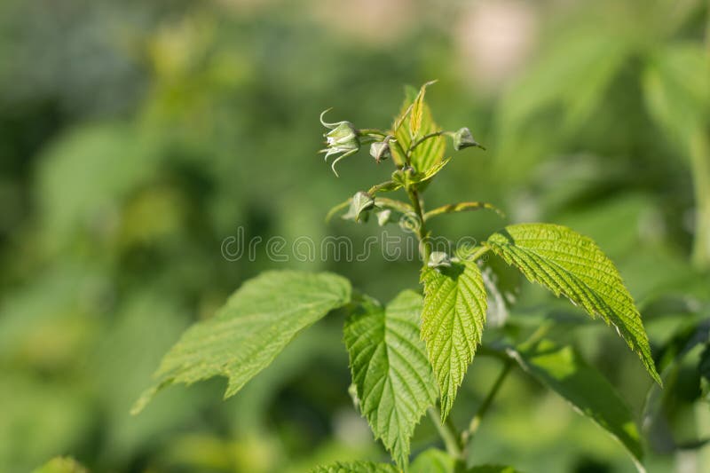 Blooming Raspberry Bush, Raspberry Blossom and Flower. Close-up Stock ...