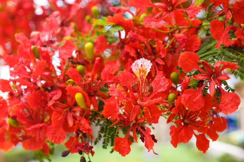 The blooming red acacia stock photo. Image of decoration - 54509696