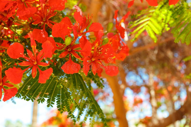 912 Acacia Tree Red Flowers Photos - Free & Royalty-Free Stock Photos ...