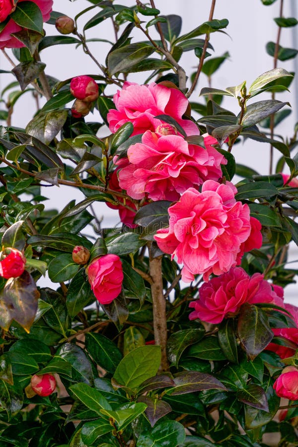 Blooming Red Camellia in Spring Sunshine. Stock Image - Image of ...