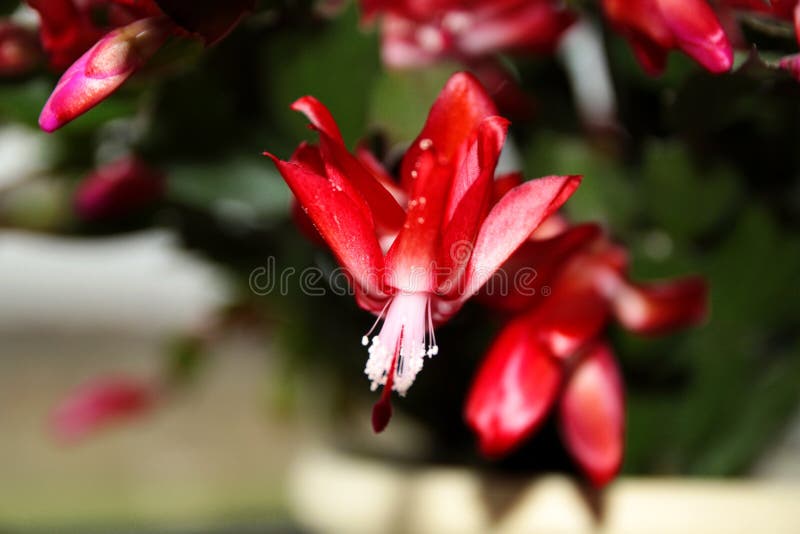 4,903 Christmas Pot Leaf Stock Photos - Free & Royalty-Free Stock ...