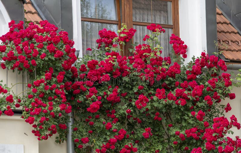 Blooming Red Climbing Roses Growing on the Facade of the House in Front ...