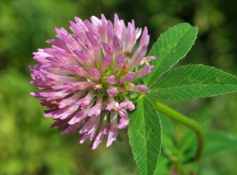 Blooming red clover stock image. Image of nature, breeding - 261912093
