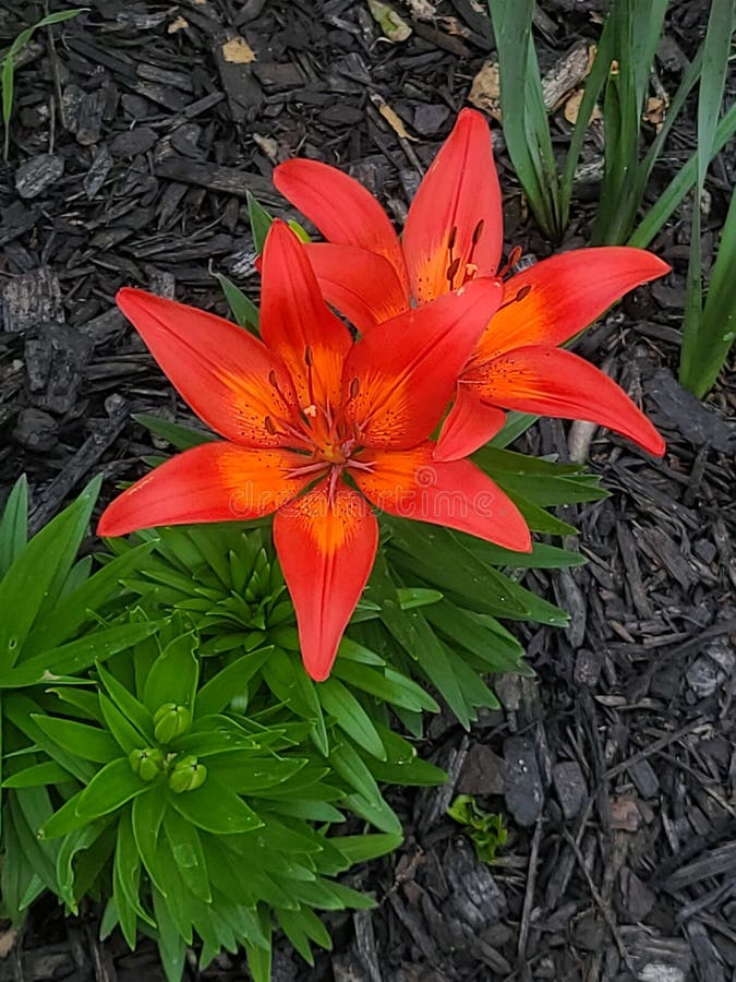 Red lilies stock photo. Image of beauty, blooming, floral - 39739270