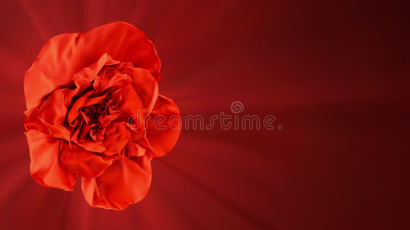 Blooming Red Flower on Gradient Background with Glowing Rays Stock ...