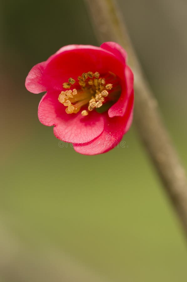 Blooming Red flowers stock photo. Image of fresh, closeup - 29542224
