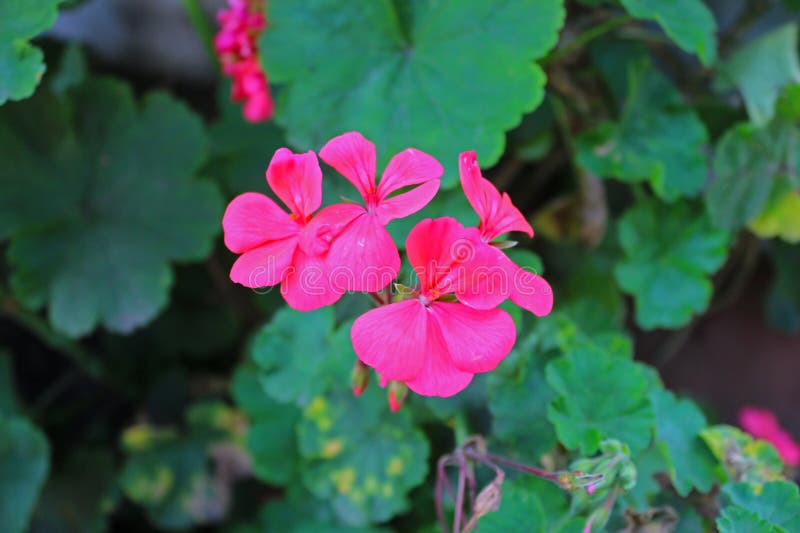 Blooming Red Geranium or Cranesbills in the Garden Stock Image - Image ...