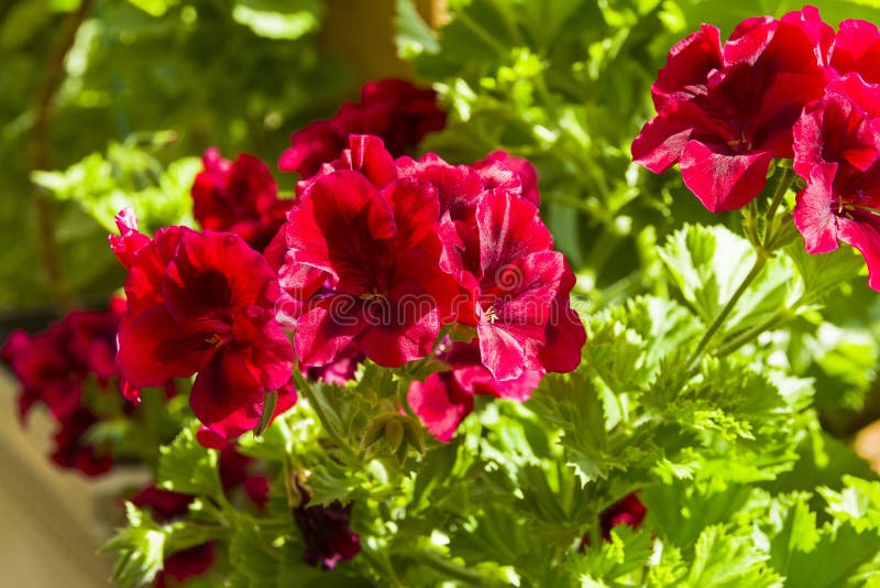 Blooming red geranium stock image. Image of green, blossom - 146329159