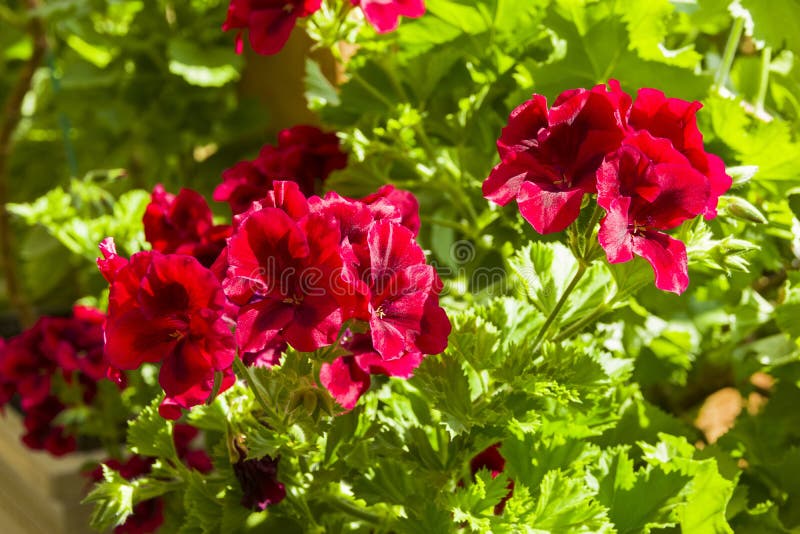 Blooming red geranium stock image. Image of blossom - 147034349