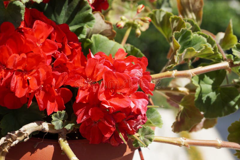 Blooming Red Geranium in Sunlight Close Up Stock Photo - Image of ...