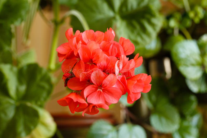Blooming Red Geraniums on a Background of Green Foliage Stock Photo ...