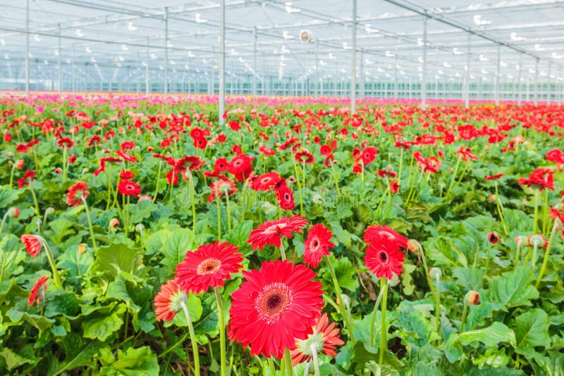 Greenhouse nursery stock image. Image of europa, greenhouses - 19217