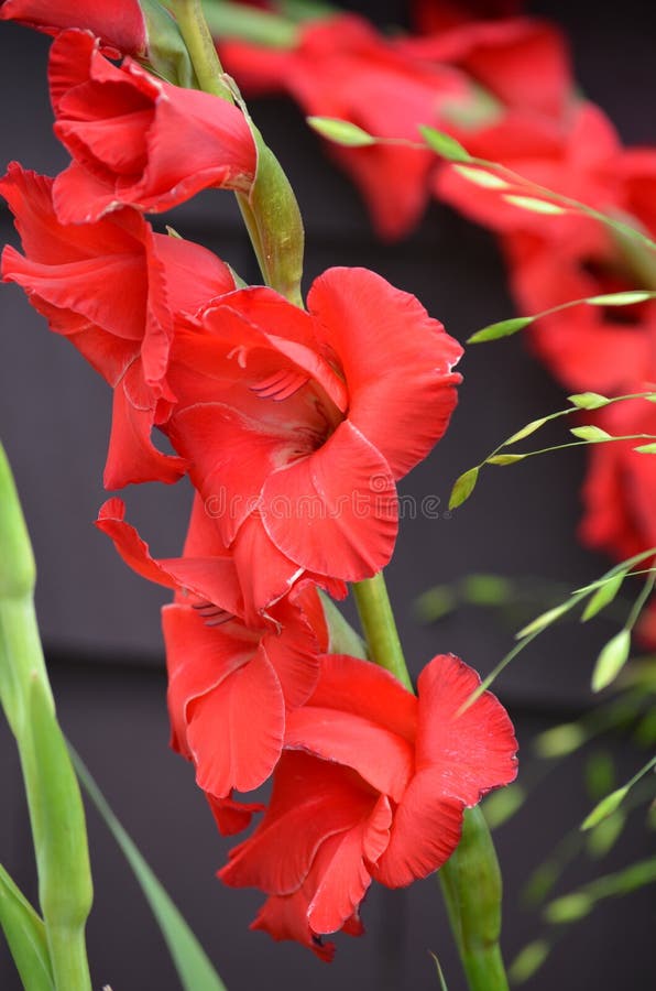 Blooming Red Gladiolus Flowers in a Garden Stock Image - Image of ...