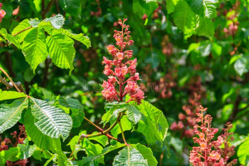 Blooming Red Horse-chestnut (Aesculus Carnea) Stock Photo - Image of ...