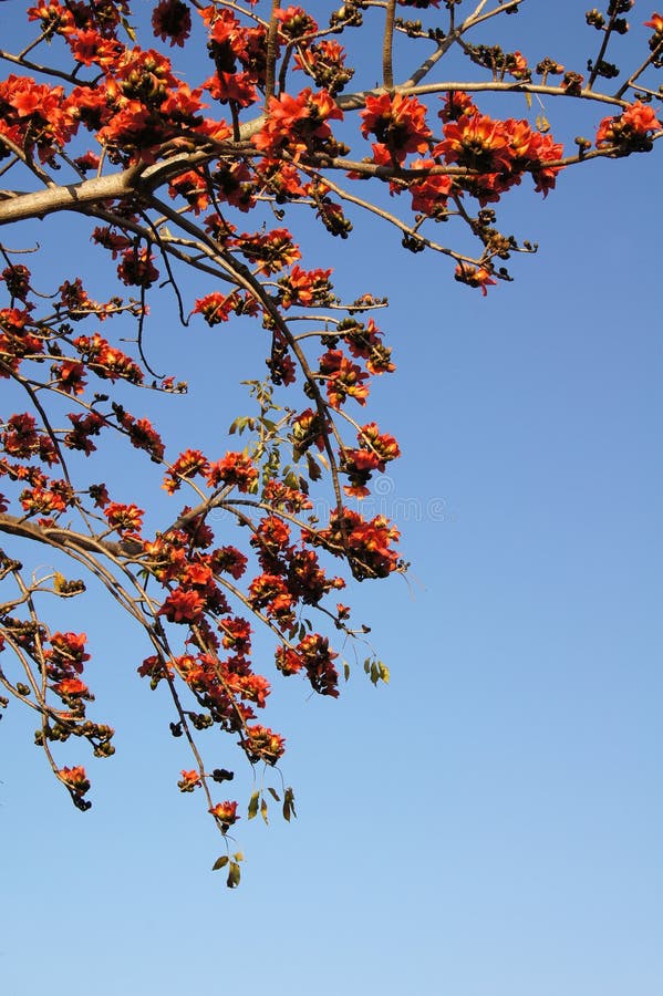 Kapok tree stock image. Image of tropical, color, plant - 29707045