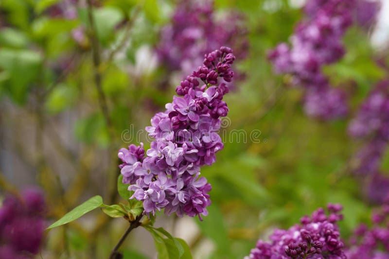 Blooming red lilac closeup stock image. Image of flora - 367013583