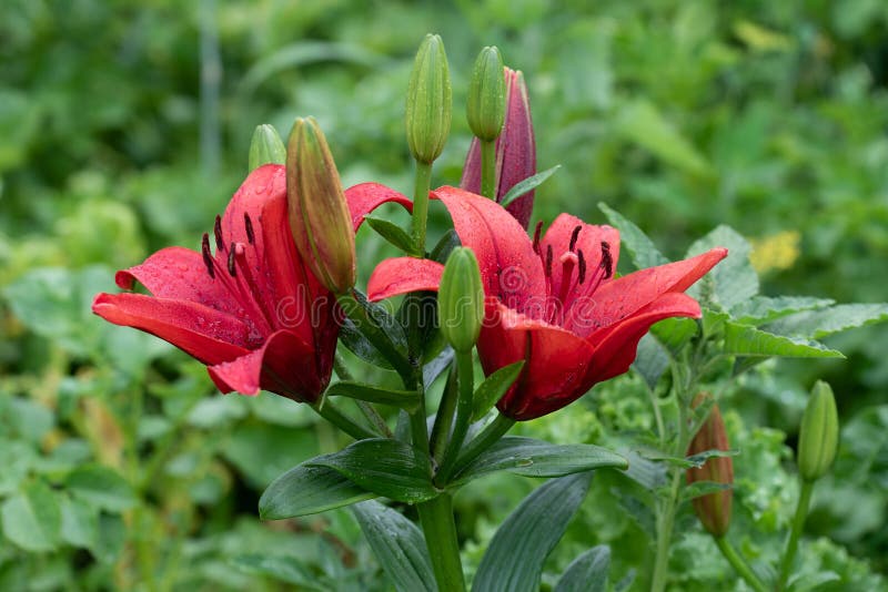 Blooming Red Lilies stock photo. Image of blooming, blossoming - 319442046