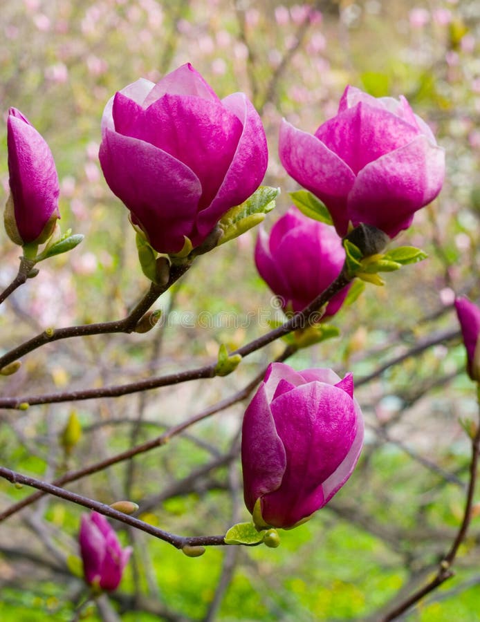 Magnolia flowers stock image. Image of petal, bush, magnolia - 6328995
