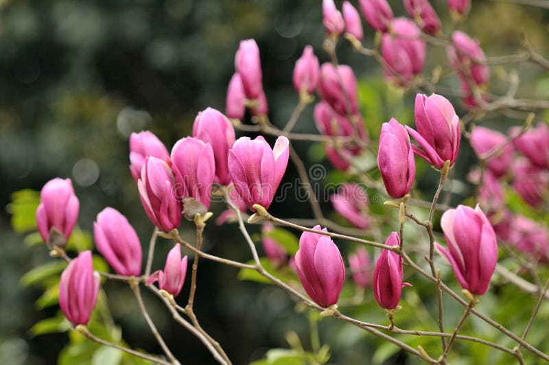Blooming red magnolia stock image. Image of beautiful - 88992801
