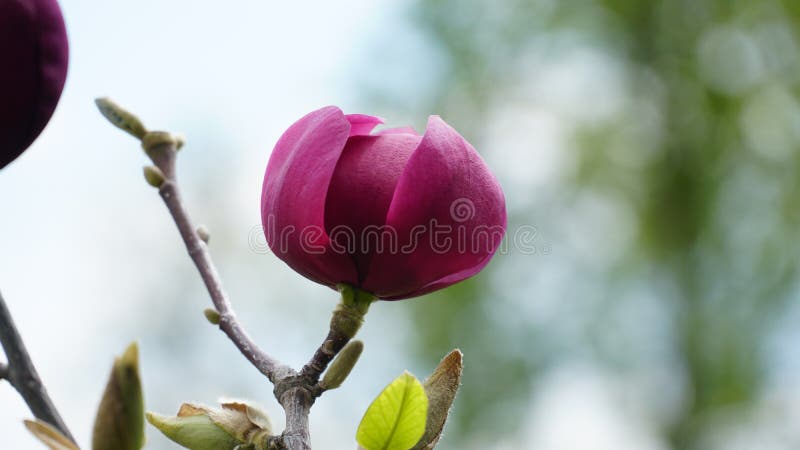 Blooming Red Magnolia Flowers on the Background of Bricks Wall Stock ...