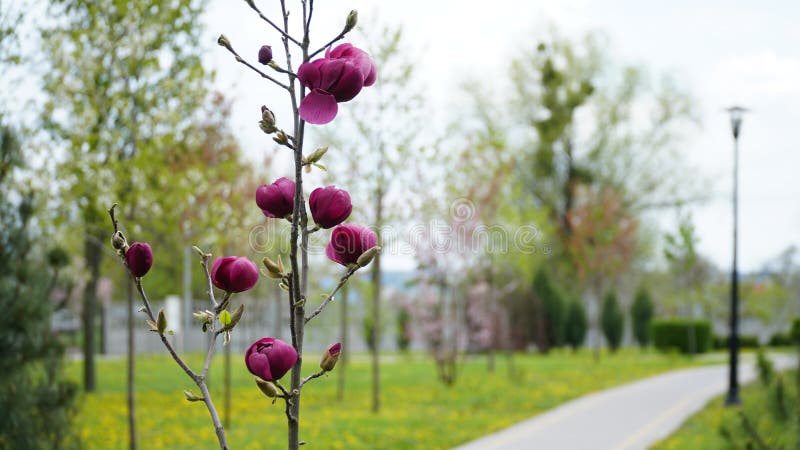 Blooming Red Magnolia Flowers on the Background of Bricks Wall Stock ...