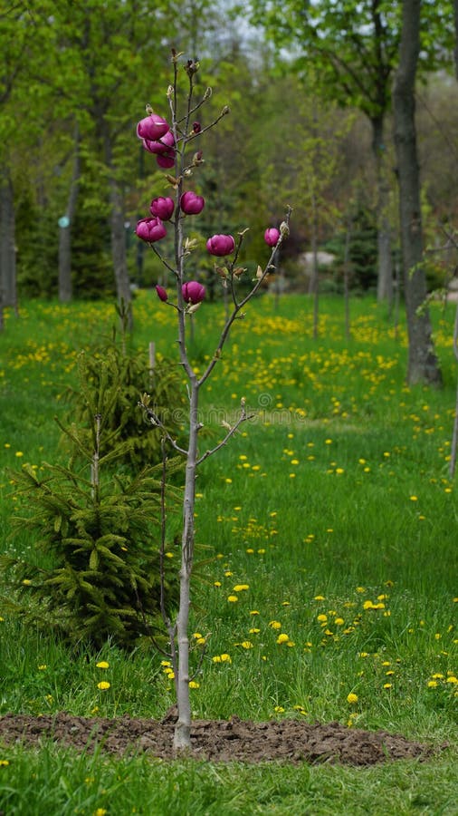 Blooming Red Magnolia Flowers on the Background of Bricks Wall Stock ...