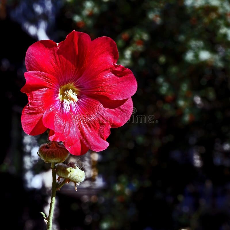 Blooming Red Mallow Lit by the Sun Stock Photo - Image of green ...
