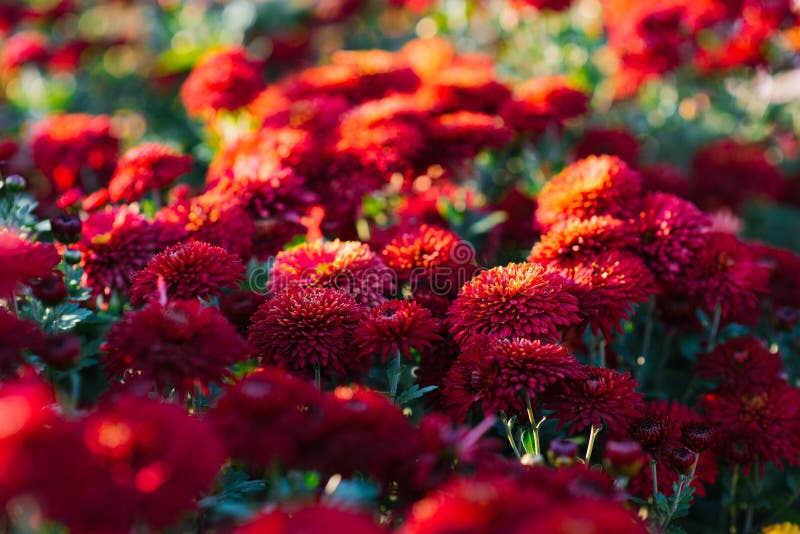 Maroon Mums Aster Flowers Close Ups Crysanthemums Stock Image - Image ...