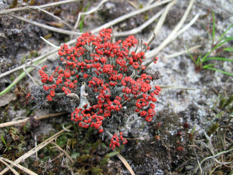 Blooming red moss stock photo. Image of natural, blooming - 53420044