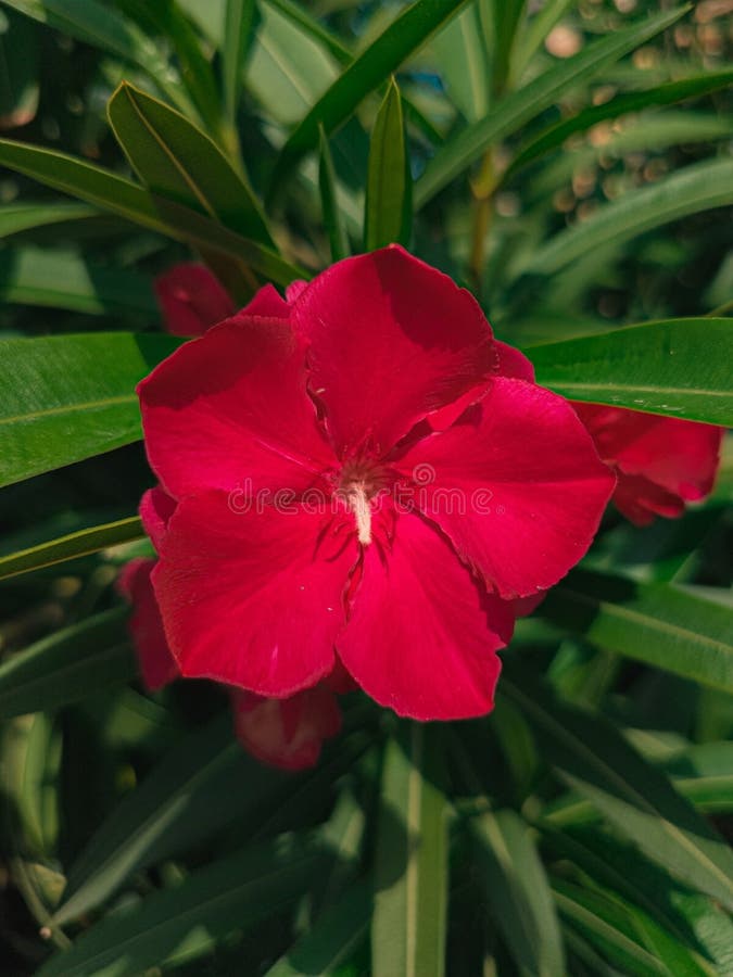 Red Oleander Flower or Nerium Oleander is a Poisonous Shrub Plant ...