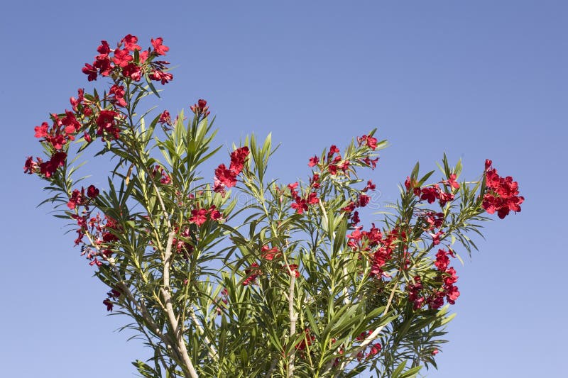Adelfa Red Oleander stock photo. Image of toxic, adelfa - 301703800