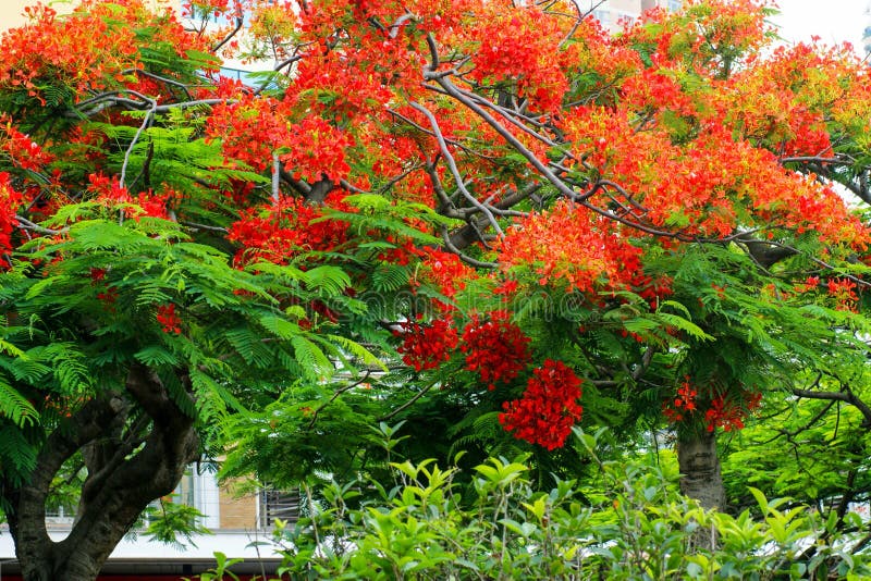 Blooming Red Phoenix Flower Stock Image - Image of autumn, summer ...