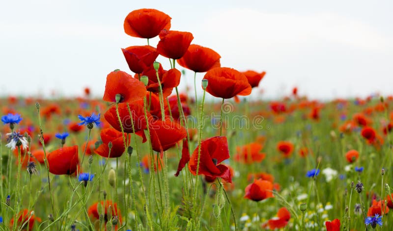 Blooming red poppies stock photo. Image of early, blossom - 55042248