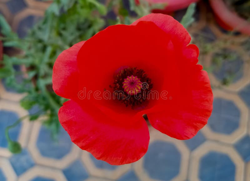 Blooming Red Poppy Close-up from the Top Point. Stock Photo - Image of ...