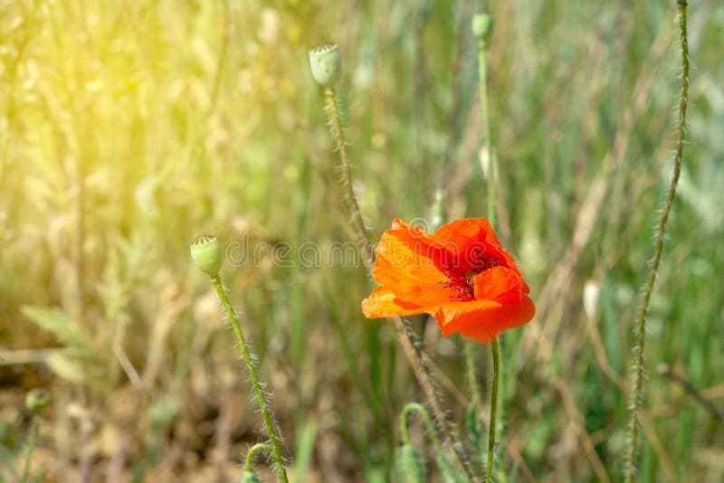 Poppy Sunny Isolated Watercolor Stock Image - Image of nature, ornate ...