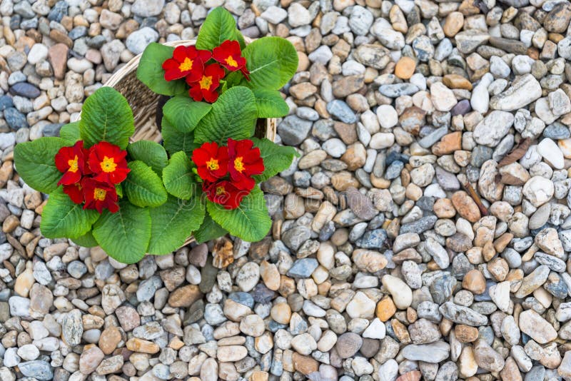 Blooming Red Primulas in the Basket in the Spring Stock Image - Image ...