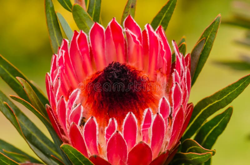 Red Protea stock photo. Image of petals, nature, flower - 101519890