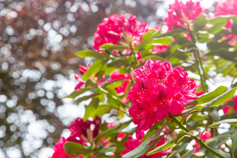 A Blooming Red Rhododendron Bush Stock Image - Image of park, azalea ...
