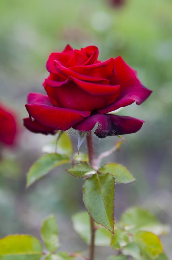 Blooming red rose stock image. Image of macro, summer - 93015357
