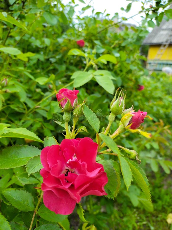 Blooming Red Rose with Buds Stock Photo - Image of flowering, house ...