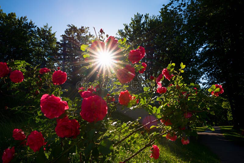 Blooming Red Rose Bush with Sunburst, Dark Forest Background Stock ...